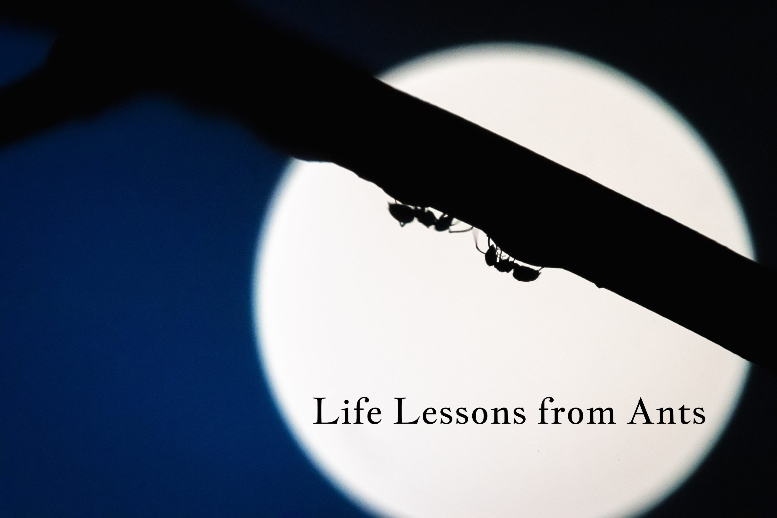 Life Lessons from Ants - Wills Transfer